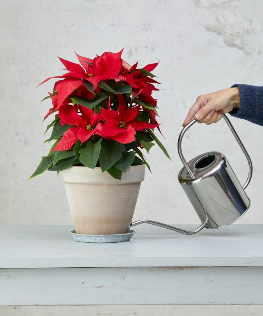 Watering poinsettias: All about water requirements and watering tips ...