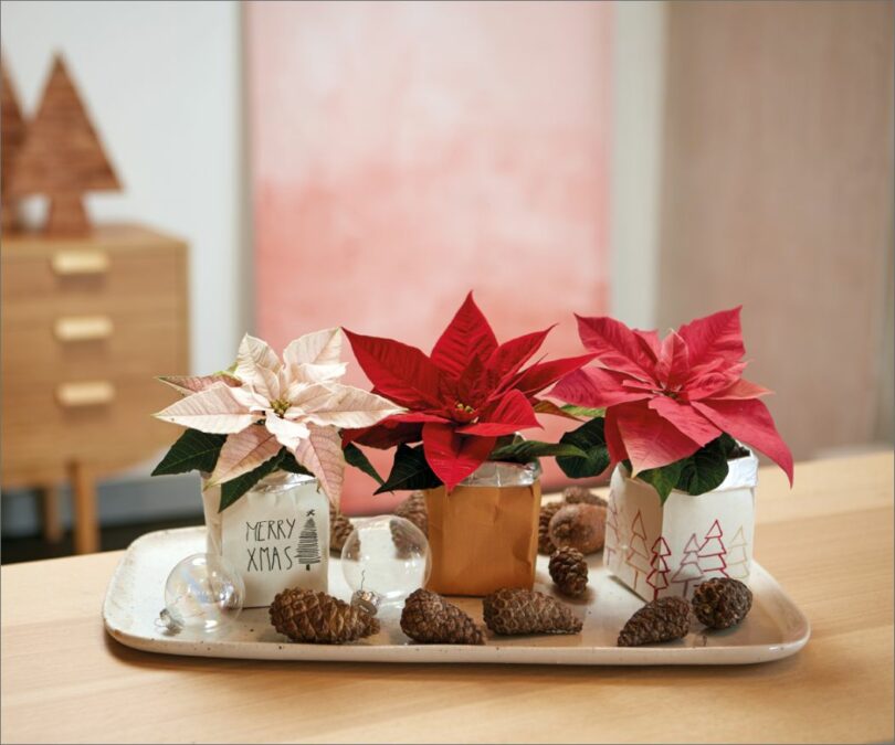 DIY: How to make a gift out of mini poinsettias › Inspiration and ...