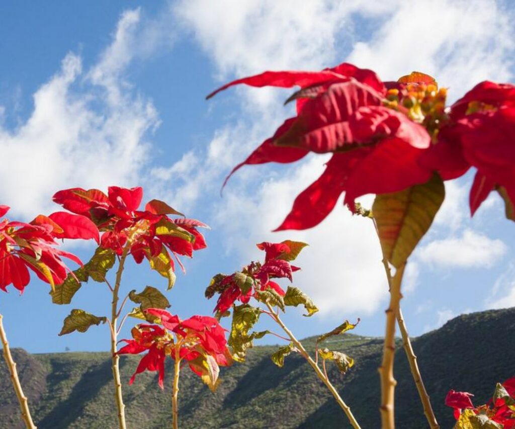 The history of the poinsettia… › Inspiration and information all about ...