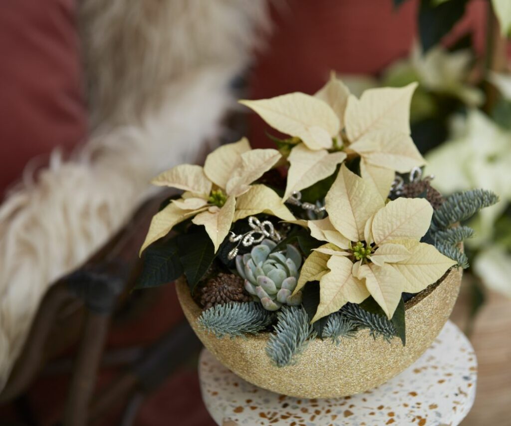 Get into the Christmas spirit: 24 deco ideas with mini poinsettias ...