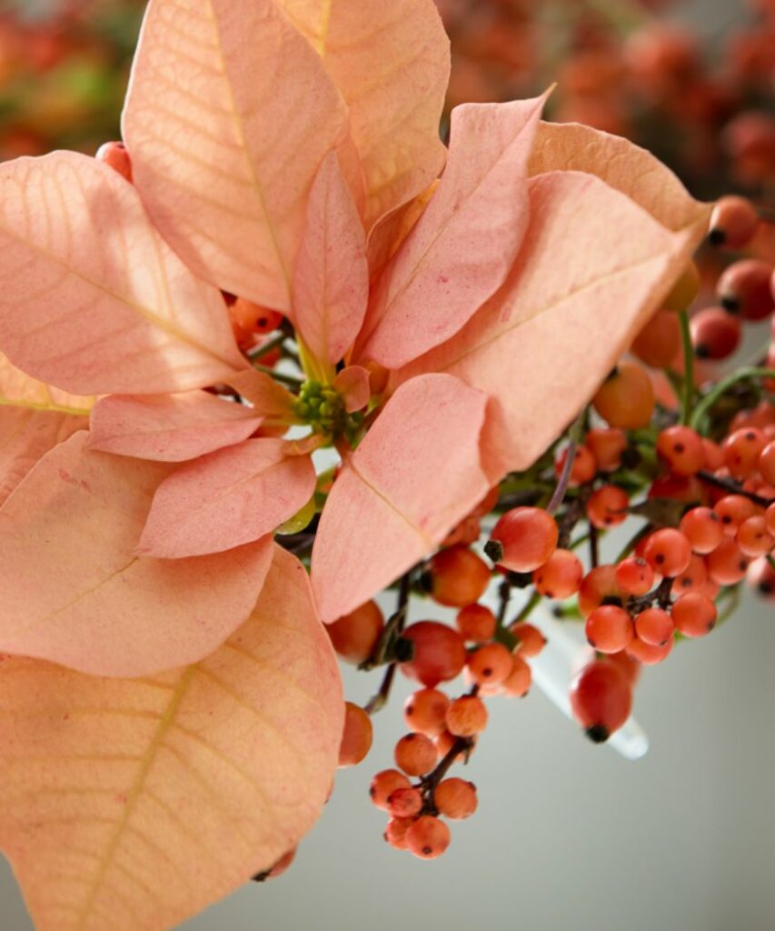 Flower of the Holy Night. How an ancient Aztec bloom became the most ...