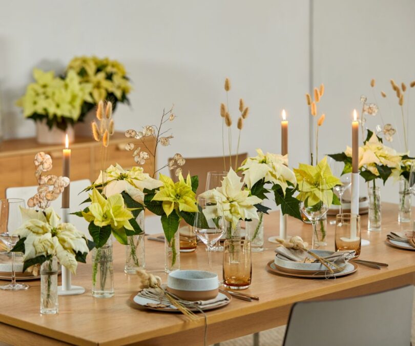 Table decoration with poinsettia: Festive ideas in Advent › Inspiration ...