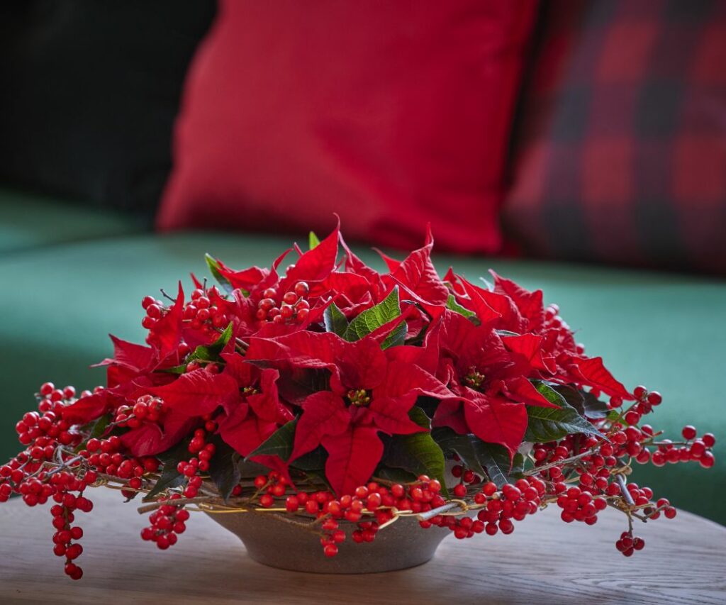 Mini poinsettias as gifts: how to care for them correctly › Inspiration ...