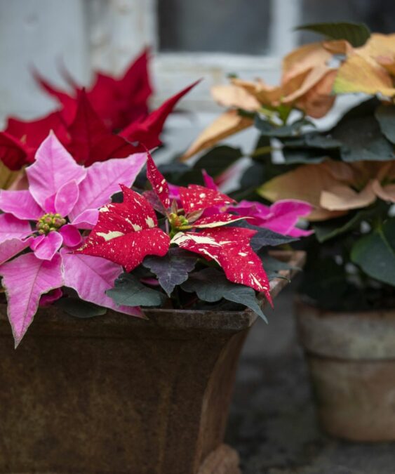 Mini poinsettias as gifts: how to care for them correctly › Inspiration ...