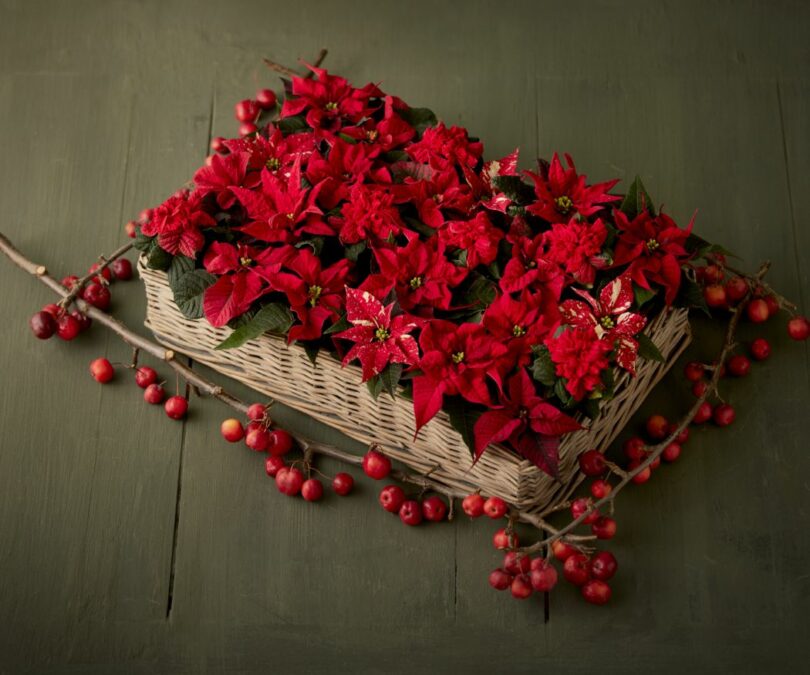Mini poinsettias as gifts: how to care for them correctly › Inspiration ...
