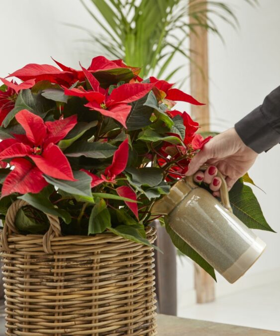Arroser vos poinsettias : de quelle quantité d’eau ont-ils réellement besoin? › De l’inspiration ...